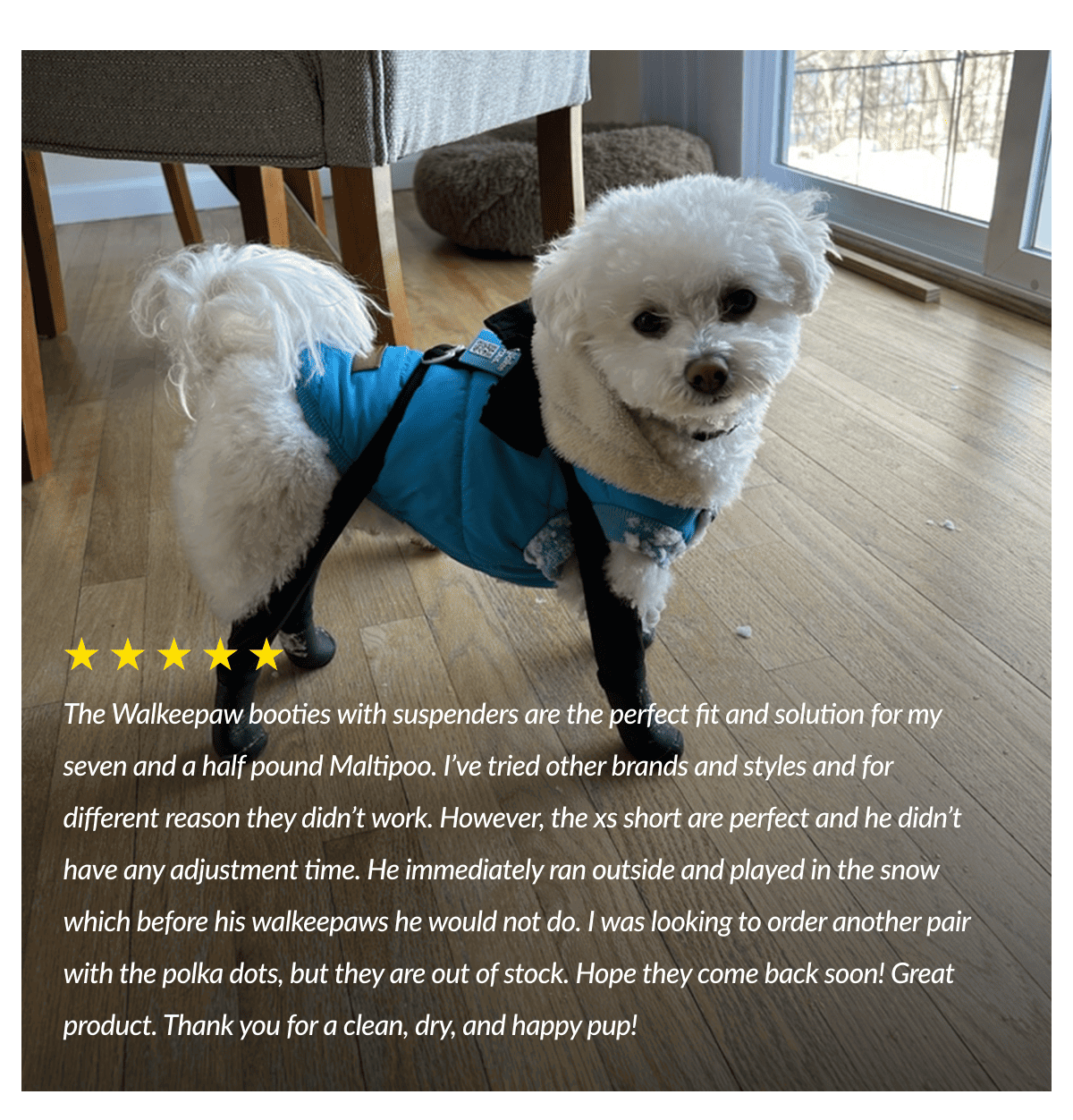 Walkee Paws: A little holiday treat for you and your pup | Milled