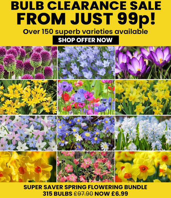 Suttons Seeds: £97 Spring Bulb Bundle NOW £6.99! | Milled