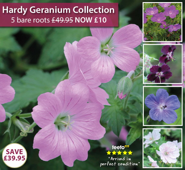 Thompson & Morgan: Only £2 each! Hardy Geranium Mix & Match | Milled
