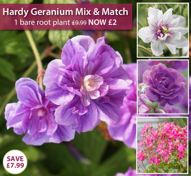 Thompson & Morgan: Only £2 each! Hardy Geranium Mix & Match | Milled