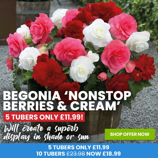 Suttons Seeds: 20 Beautiful Begonias for UNDER £12 (was £39.96) | Milled