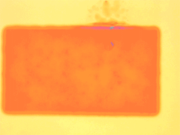 Nature: Octopus-inspired synthetic ‘skin’ changes colour and texture on ...