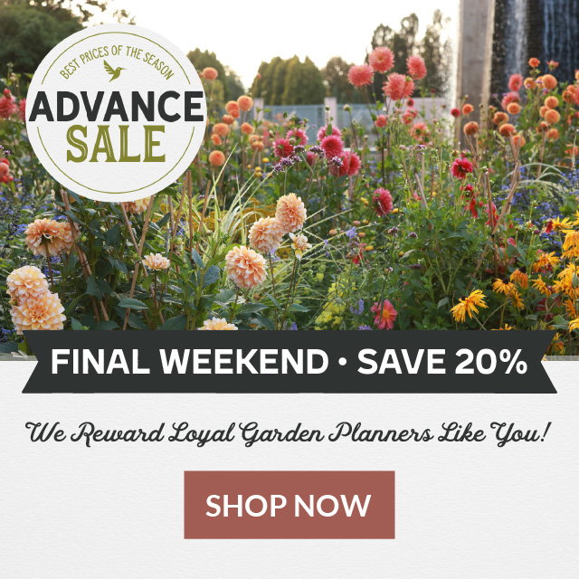High Country Gardens: Final Weekend To Save 20% On Flower Bulbs | Milled