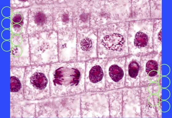 Carolina: A guide to mitosis and meiosis | Milled