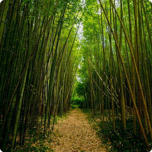 Panda: Let's make a difference this Earth Day! | Milled